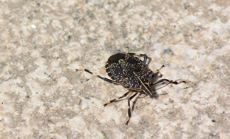 Fleas and ticks can cause many medical problems for our dogs